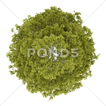 Top view of birch tree isolated on white background: Graphic #45324921