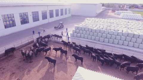 Top view of black cows getting put in pa... | Stock Video | Pond5