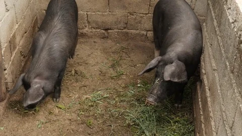 Top view of black pigs in the barn | Stock Video | Pond5