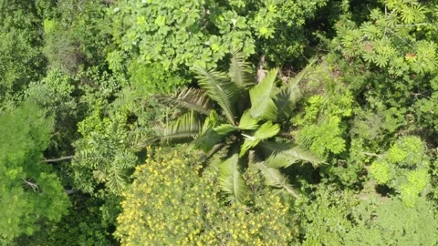 Top view of a bright green rainforest ca... | Stock Video | Pond5