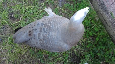 Top view of Cape Garren goose, filmed in... | Stock Video | Pond5