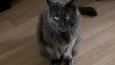 top view of cat on floor, side view of M... | Stock Video | Pond5