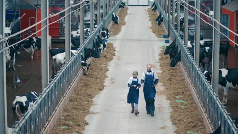 Top view of a cattle barn with two farme... | Stock Video | Pond5