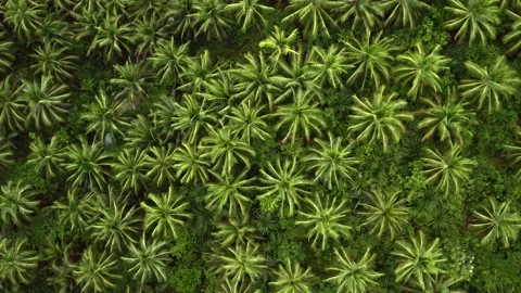 Top View Of Coconut Tree Plantation In T... | Stock Video | Pond5