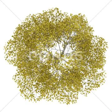 Top view of fall american beech tree isolated on white background ...
