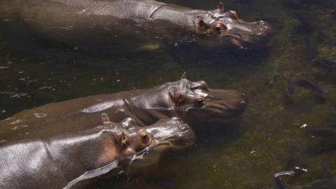 Top view of a family of three hippos sta... | Stock Video | Pond5