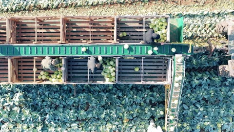 Top view of farmers sorting cabbage on t... | Stock Video | Pond5
