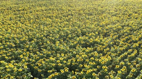 Top view of a field of flowering sunflow... | Stock Video | Pond5