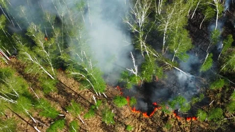 top view of a fire erupted in the forest... | Stock Video | Pond5