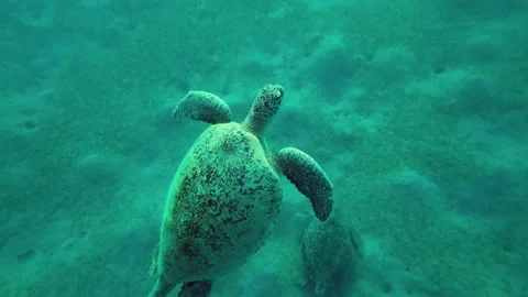 Free Sea Turtl Stock Videos – Royalty-Free HD & 4K Videos | Page 5