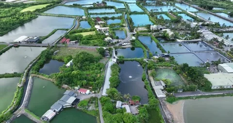 Top view of fish pond and field in Huali... | Stock Video | Pond5