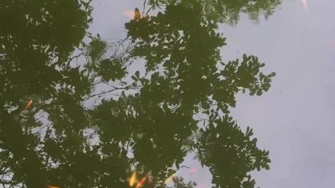 Top view of fish in pond, HD Video. refl... | Stock Video | Pond5