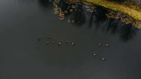 Top View of a flock of Geese swimming in... | Stock Video | Pond5