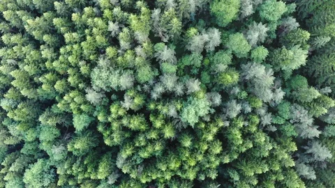 top view of forestry landscape beautiful... | Stock Video | Pond5