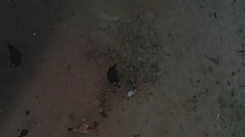 Free Small 3 Stock Videos – Royalty-Free HD & 4K Videos | Pond5