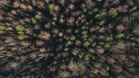 Top view geodesy shot of forest for map ... | Stock Video | Pond5