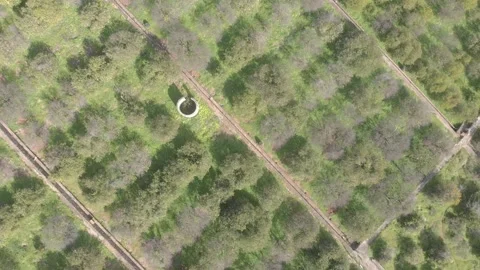 Top view of green trees growing in rows.... | Stock Video | Pond5