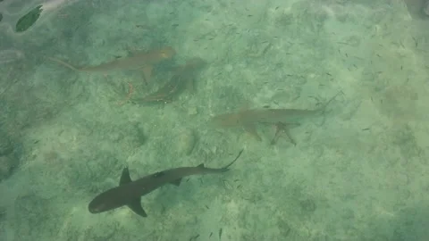 Top view group of sharks swimming underw... | Stock Video | Pond5