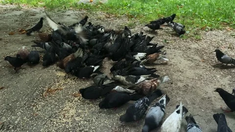 Top view of group of street pigeons eati... | Stock Video | Pond5
