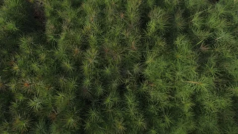 Top view of growing conifers, planting n... | Stock Video | Pond5
