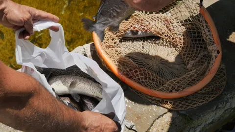 Top view: The hands of two men move fish... | Stock Video | Pond5