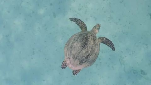 Top view of Hawksbill Sea Turtle swimmin... | Stock Video | Pond5