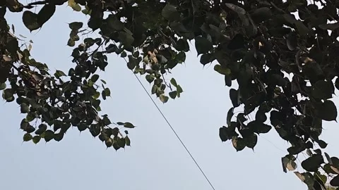 Top view of holy sacred fig tree at Bana... | Stock Video | Pond5