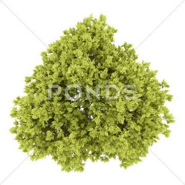 Top view of honey locust tree isolated on white background ~ Clip Art ...
