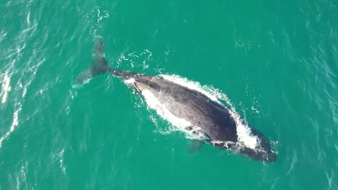 Top View Of Humpback Whale Blowing Water... | Stock Video | Pond5