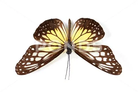 Top view, insect and butterfly in studio for taxidermy, art and ...