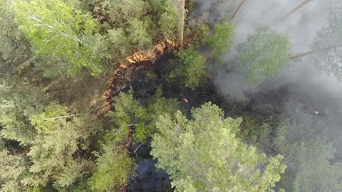 Top view of an invincible forest fire | Stock Video | Pond5