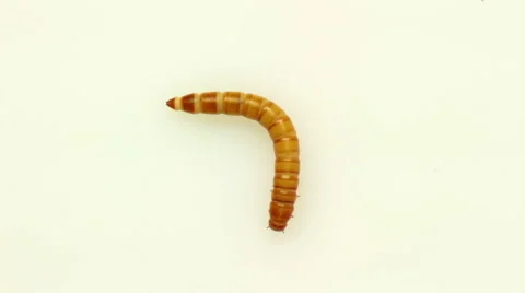 Top View Isolated Moving Worm Stock Video Pond5