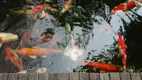 Top view of Koi fish or Fancy carp fish ... | Stock Video | Pond5