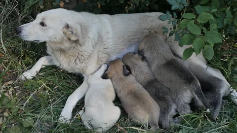 Breasts Lactating Stock Videos – Royalty-Free HD & 4K Videos