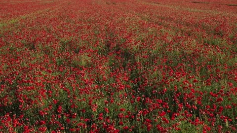 Top view of a large poppy field before s... | Stock Video | Pond5