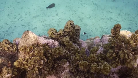 Top view of Marine brown algae Spiny Lea... | Stock Video | Pond5