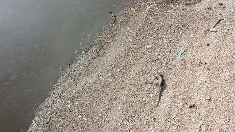 Top view monitor lizards climb. | Stock Video | Pond5