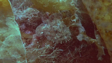 Top view of Monk fish lying on brown alg... | Stock Video | Pond5