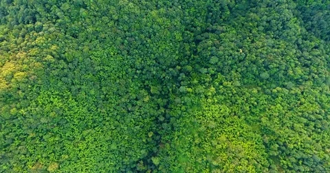 Top view of mountain and forest. | Stock Video | Pond5