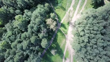 Top view of the path through the trees. ... | Stock Video | Pond5