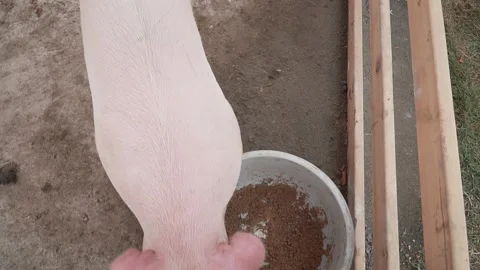 Top view of a pig surrounded by wooden f... | Stock Video | Pond5