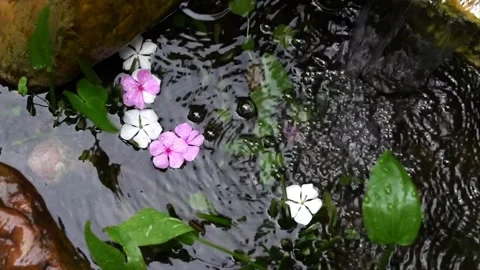 Top view of a pond with waterfall and fl... | Stock Video | Pond5