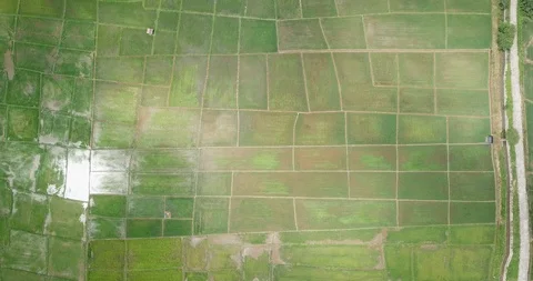 Top view of the rice paddy fields in nor... | Stock Video | Pond5