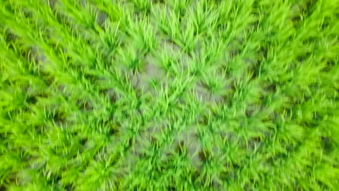 Top view of rices paddy field, Malaysia | Stock Video | Pond5