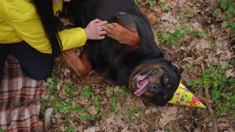 Top view satisfied bog dog lying on mead... | Stock Video | Pond5