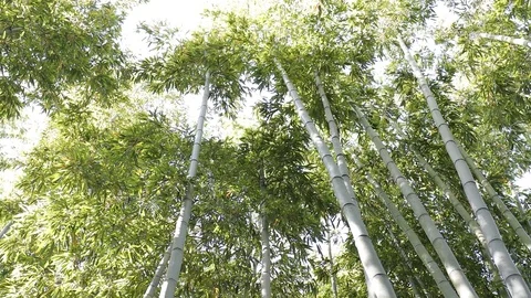 Top view of scenic bamboo forest eco -fr... | Stock Video | Pond5