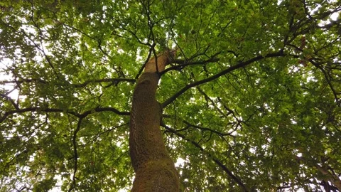 Top view of scenic trees in a forest. Cr... | Stock Video | Pond5