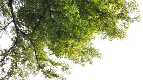 Top view of scenic trees in a forest. Cr... | Stock Video | Pond5