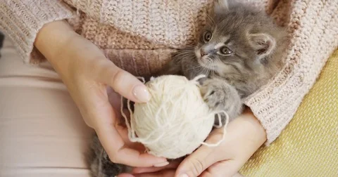 Top view on the small nice kitty-cat lyi... | Stock Video | Pond5