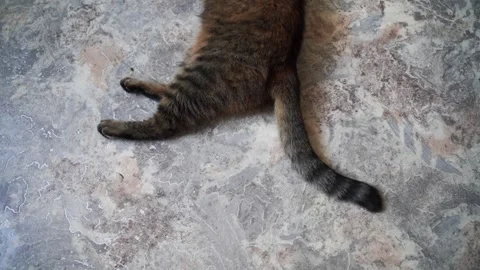 Top view of a tabby grey cat laying on t... | Stock Video | Pond5